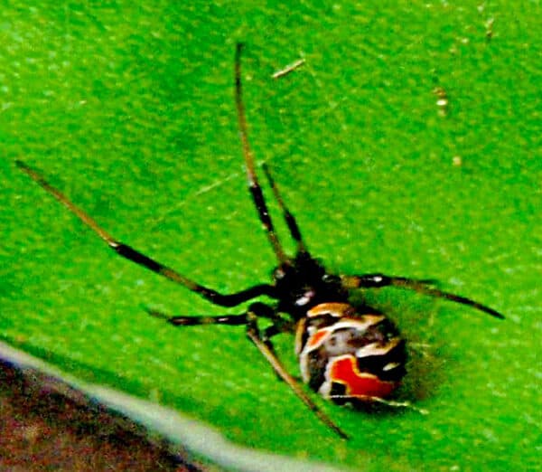 What you need to know and how to avoid being bitten